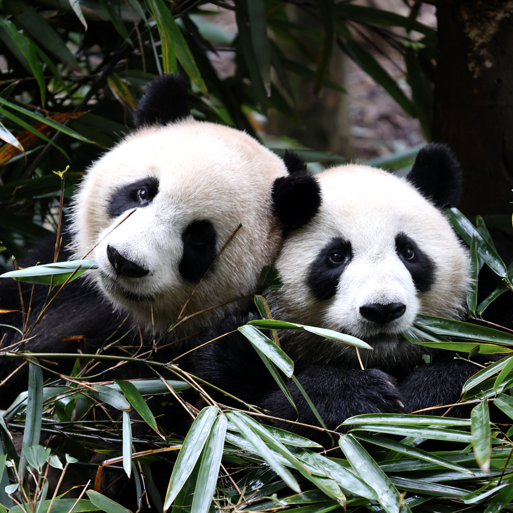 Team – The Jiang Lab